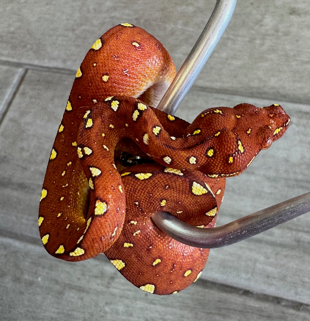 Burgundy Red Biak Green Tree Python Neonate (BGTPBR2) – Reptile Pets Direct