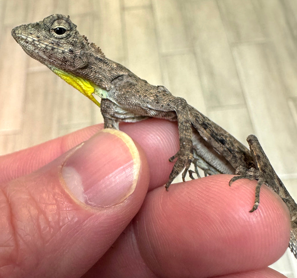 Draco Flying Lizard – Reptile Pets Direct