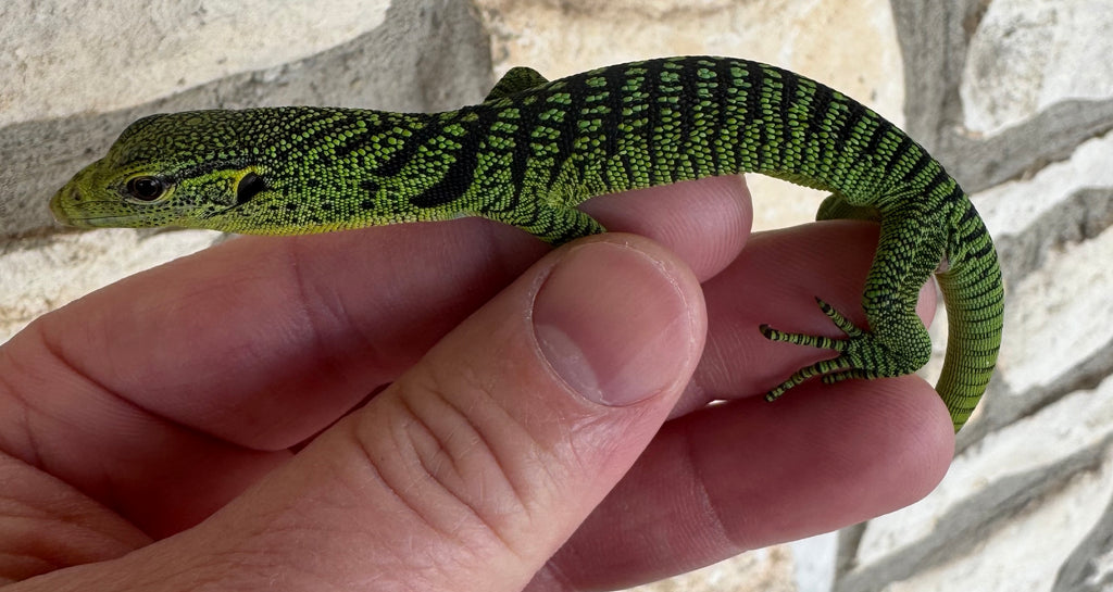 Baby Green Tree Monitor (GTM1) – Reptile Pets Direct
