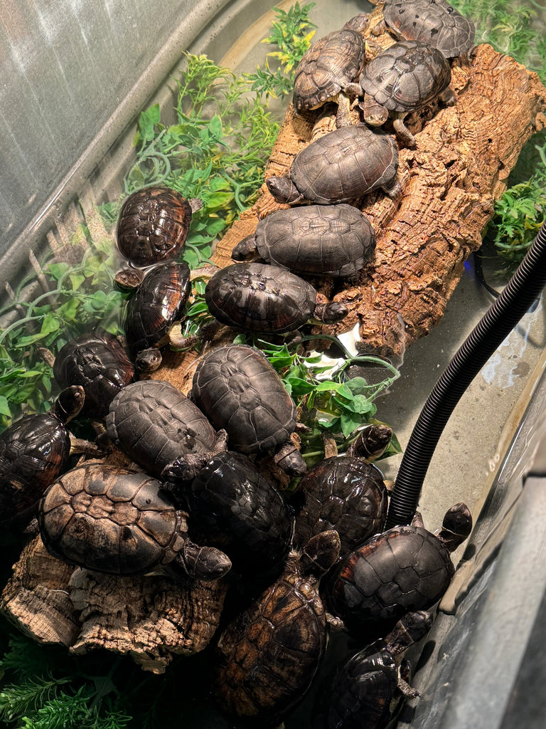Adult Congo Dwarf Mud Turtle (Pelusios nanus) – Reptile Pets Direct