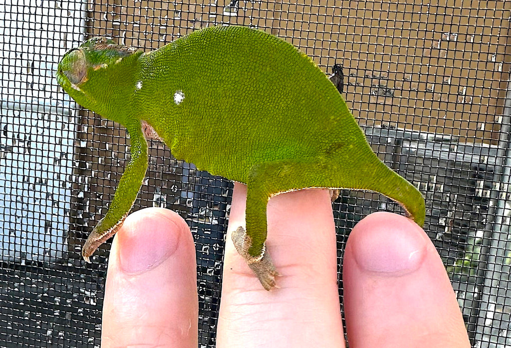 Petter's chameleon (Furcifer petteri) – Reptile Pets Direct
