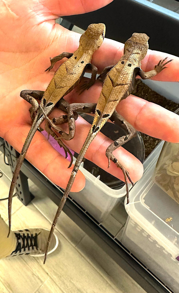 Peruvian Dead Leaf Lizard (Stenocercus fimbriatus) – Reptile Pets Direct