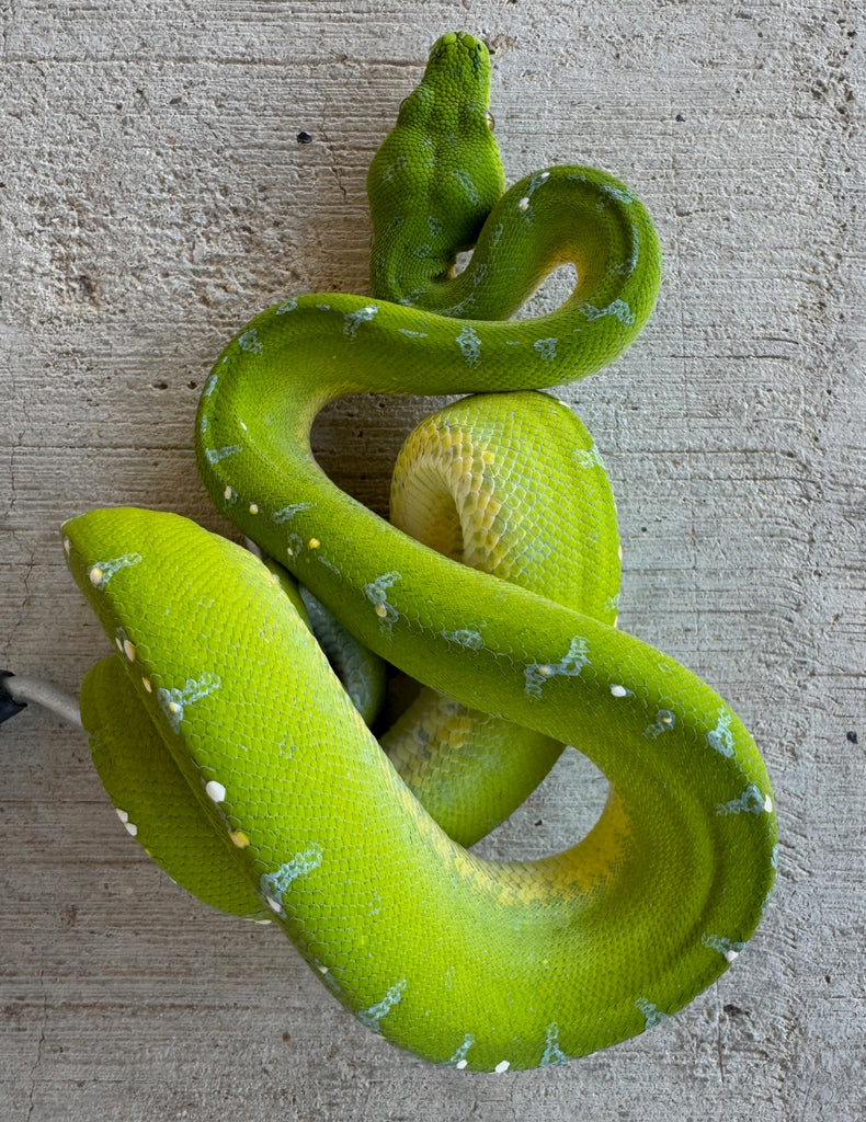 Sorong Green Tree Python Female (SGTP3) – Reptile Pets Direct