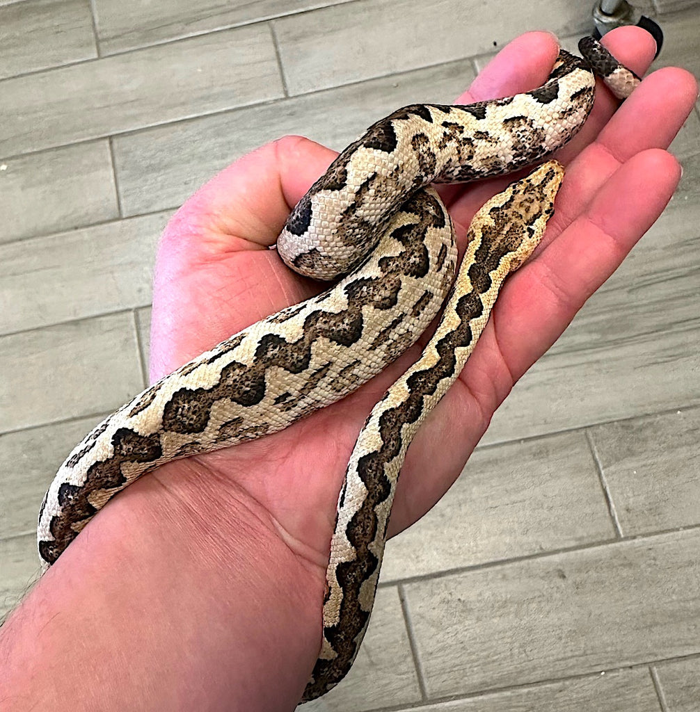 St Isabel Island Boa – Reptile Pets Direct