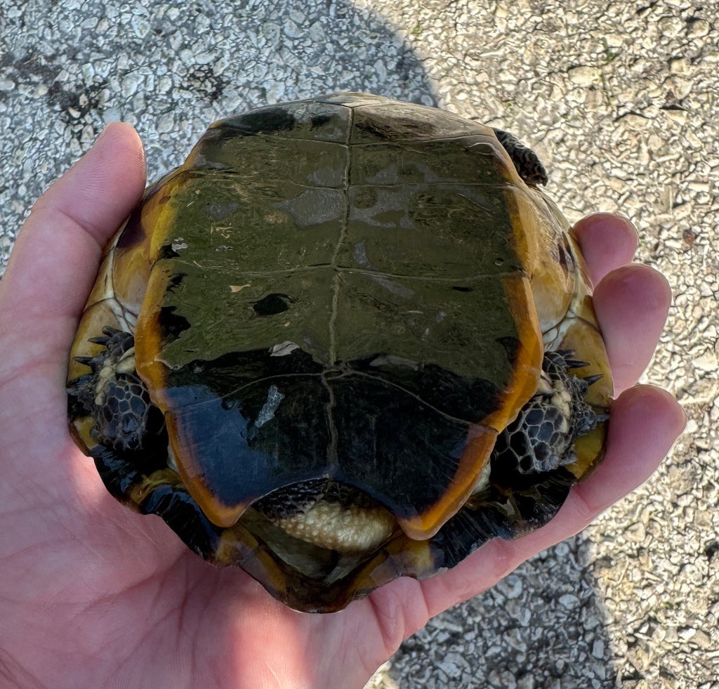 Twist Neck Turtle Pairs (Platemys platycephala) – Reptile Pets Direct