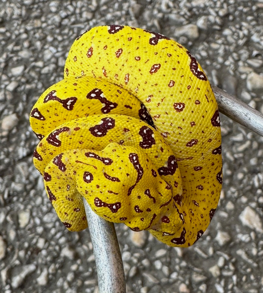 Biak Green Tree Python Yellow Neonate (YBGTPN2) – Reptile Pets Direct