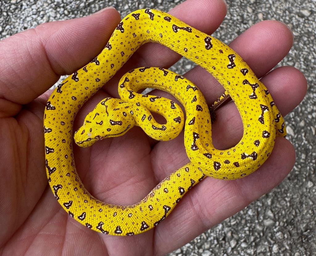Biak Green Tree Python Yellow Neonate (YBGTP4) – Reptile Pets Direct Biak Green Tree Python Yellow Neonate (YBGTP4) – Reptile Pets Direct