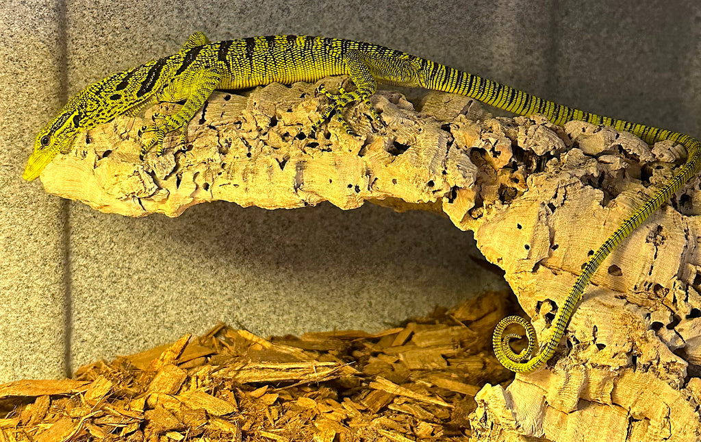 Yellow Tree Monitor (Varanus reisingeri) – Reptile Pets Direct