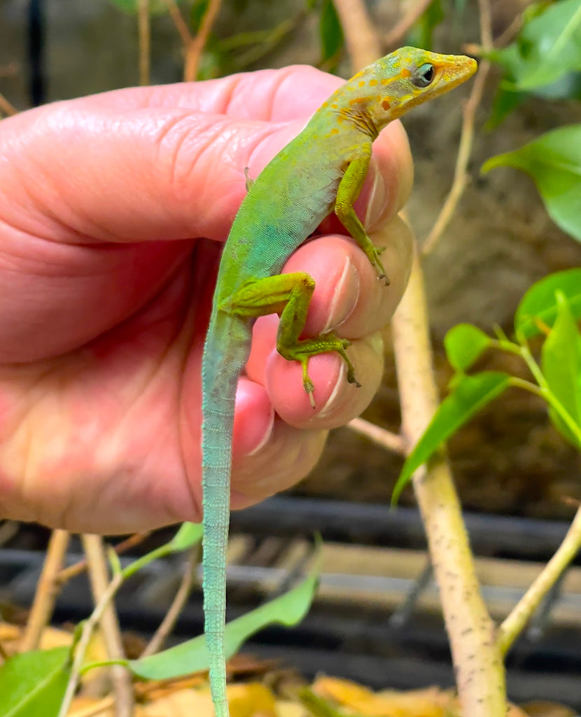 Guadeloupe anole (Anolis marmoratus) – Reptile Pets Direct