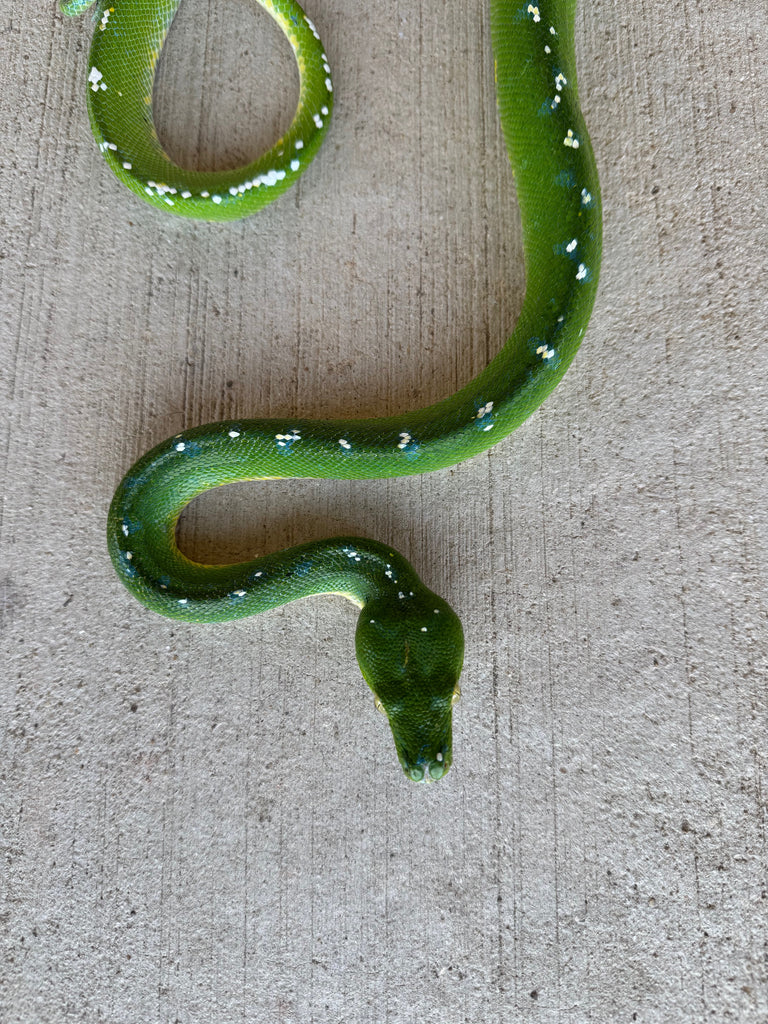 Aru Green Tree Python Male (AGTPM1) – Reptile Pets Direct