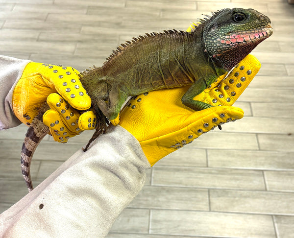 Chinese Water Dragon Adult Male – Reptile Pets Direct