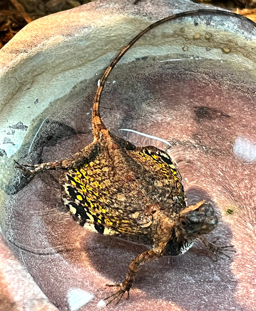 Draco Flying Lizard – Reptile Pets Direct