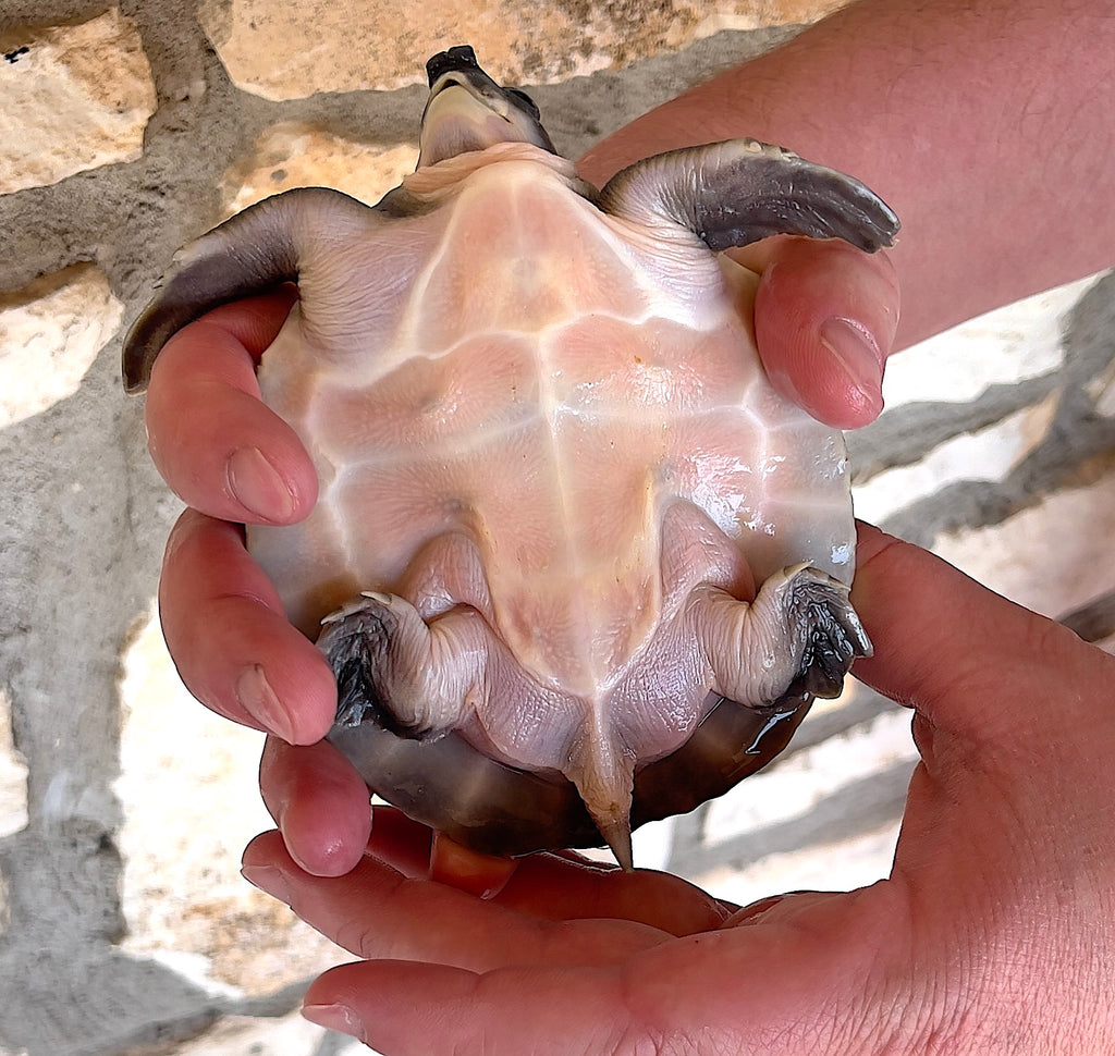 Fly River Turtle – Reptile Pets Direct