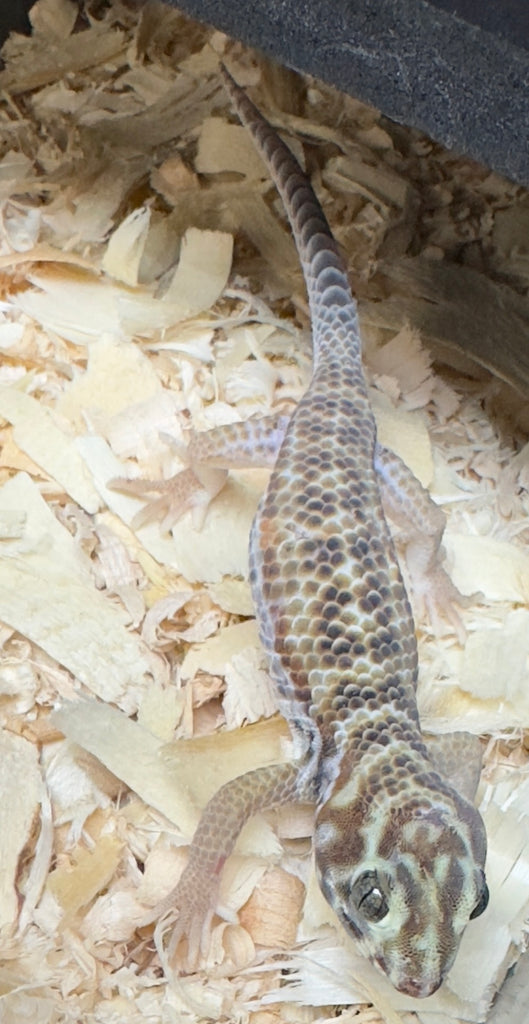 Frog Eyed Gecko (Teratoscincus scincus) – Reptile Pets Direct