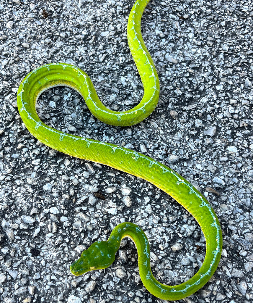 Jayapura Green Tree Python Male (JGTPM2) – Reptile Pets Direct