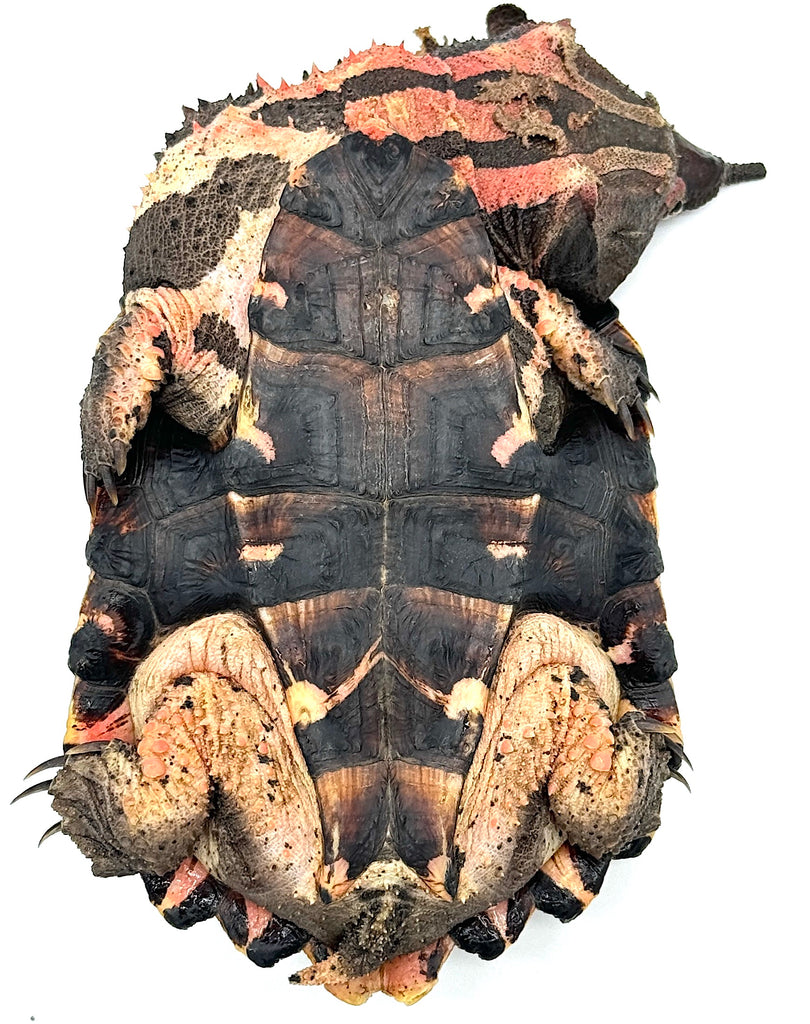 Mata Mata Turtle 4-5" Baby – Reptile Pets Direct