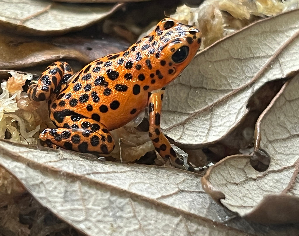 Red Frog Beach Strawberry Dart Frogs (Oophaga pumilio) – Reptile Pets ...