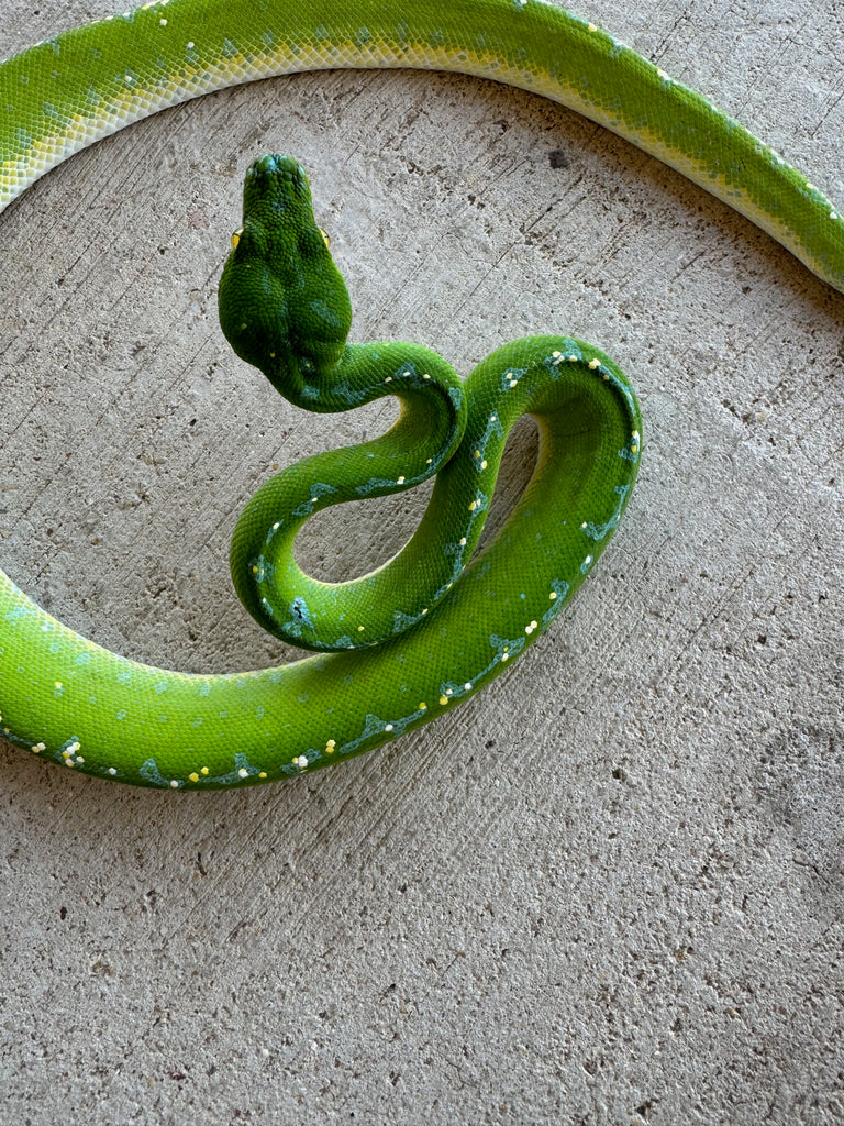 Sorong Green Tree Python Male (SGTP2) – Reptile Pets Direct