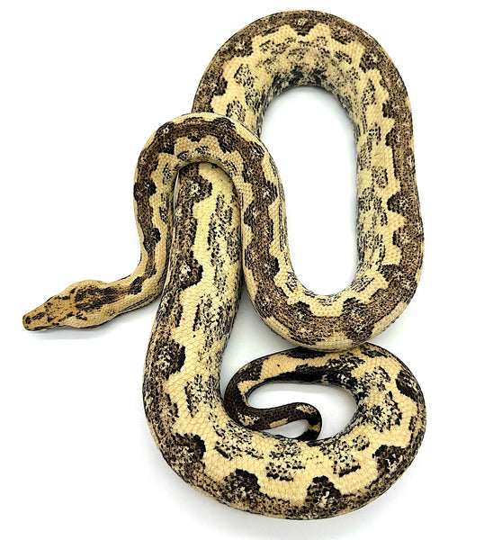 St Isabel Island Boa – Reptile Pets Direct