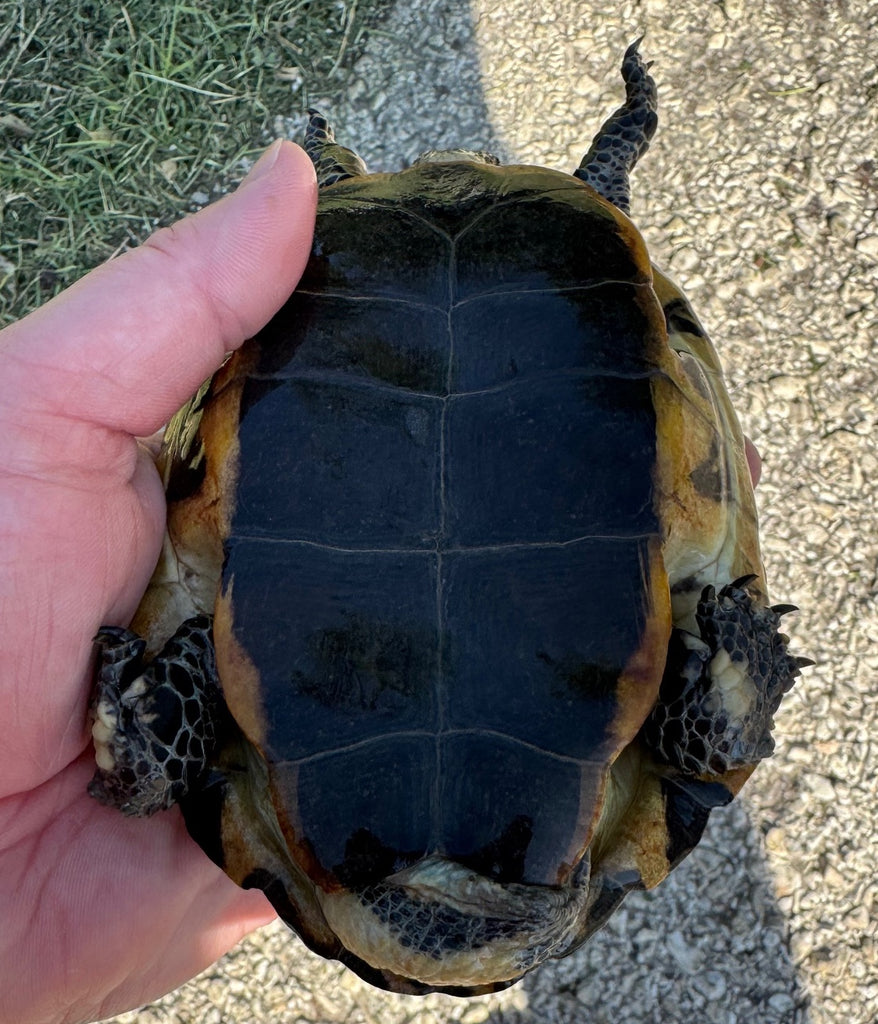 Twist Neck Turtle Pairs (Platemys platycephala) – Reptile Pets Direct