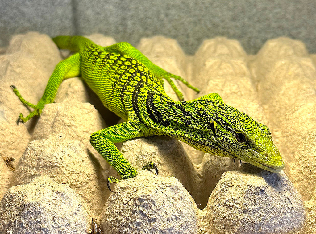 Yellow Tree Monitor (Varanus reisingeri) – Reptile Pets Direct