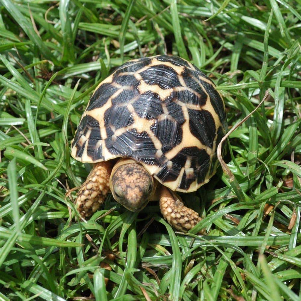 C.B. Baby Indian Star Tortoise – Reptile Pets Direct