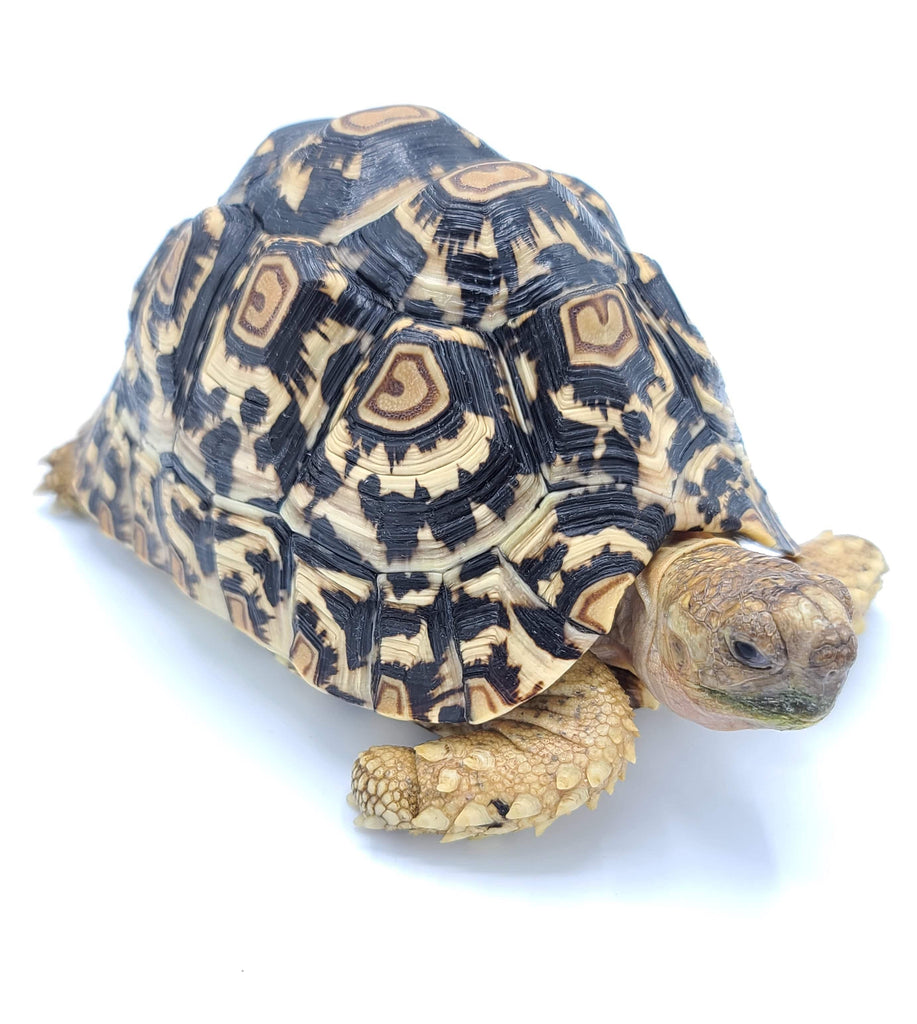 Leopard Tortoise Babies C.B.B. – Reptile Pets Direct