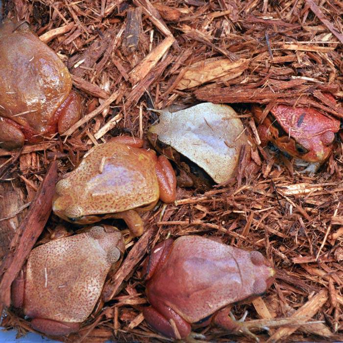 Tomato Frogs – Reptile Pets Direct