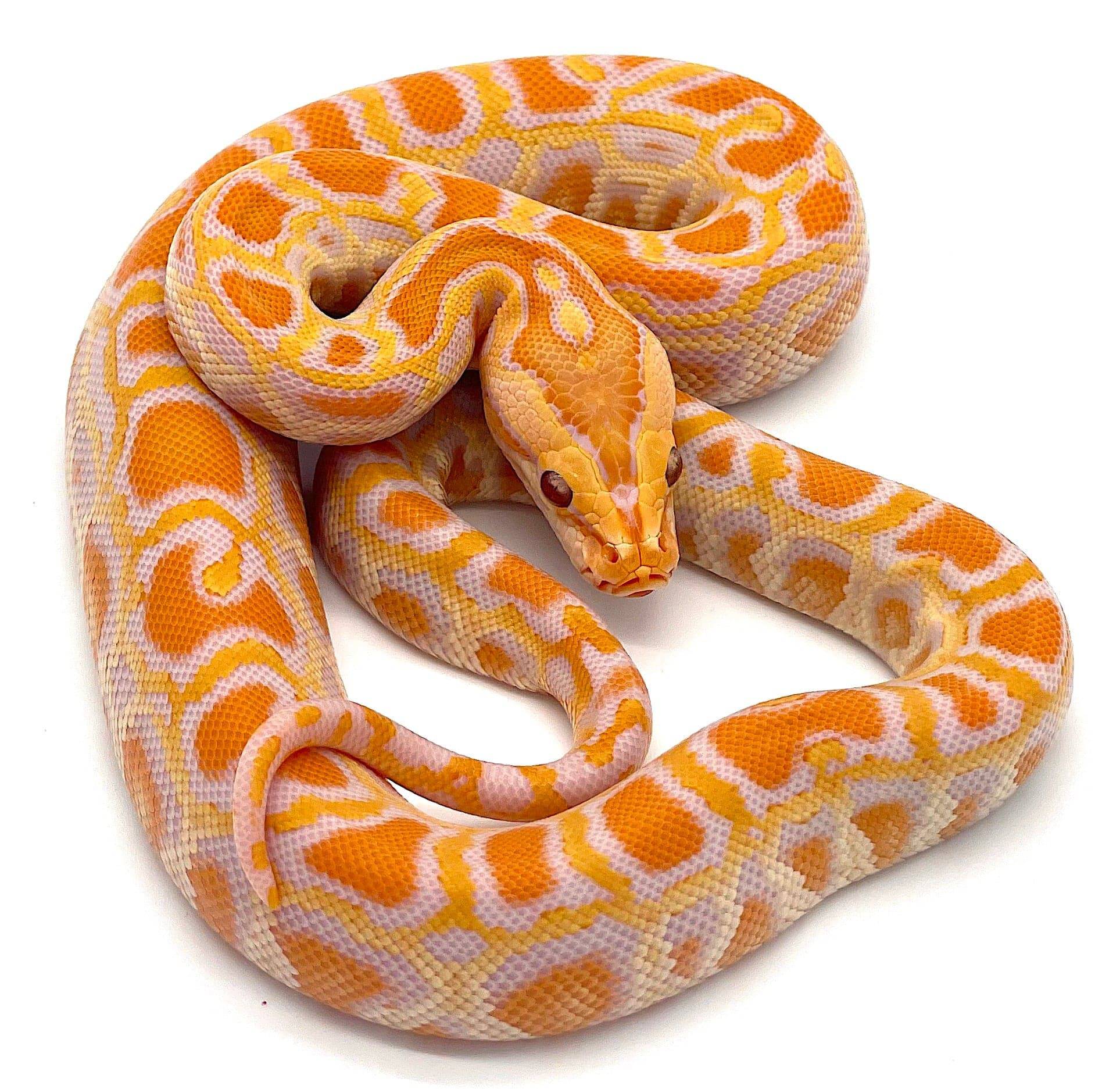 Big Albino Burmese Python