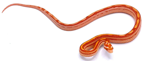Classic Striped Corn Snake