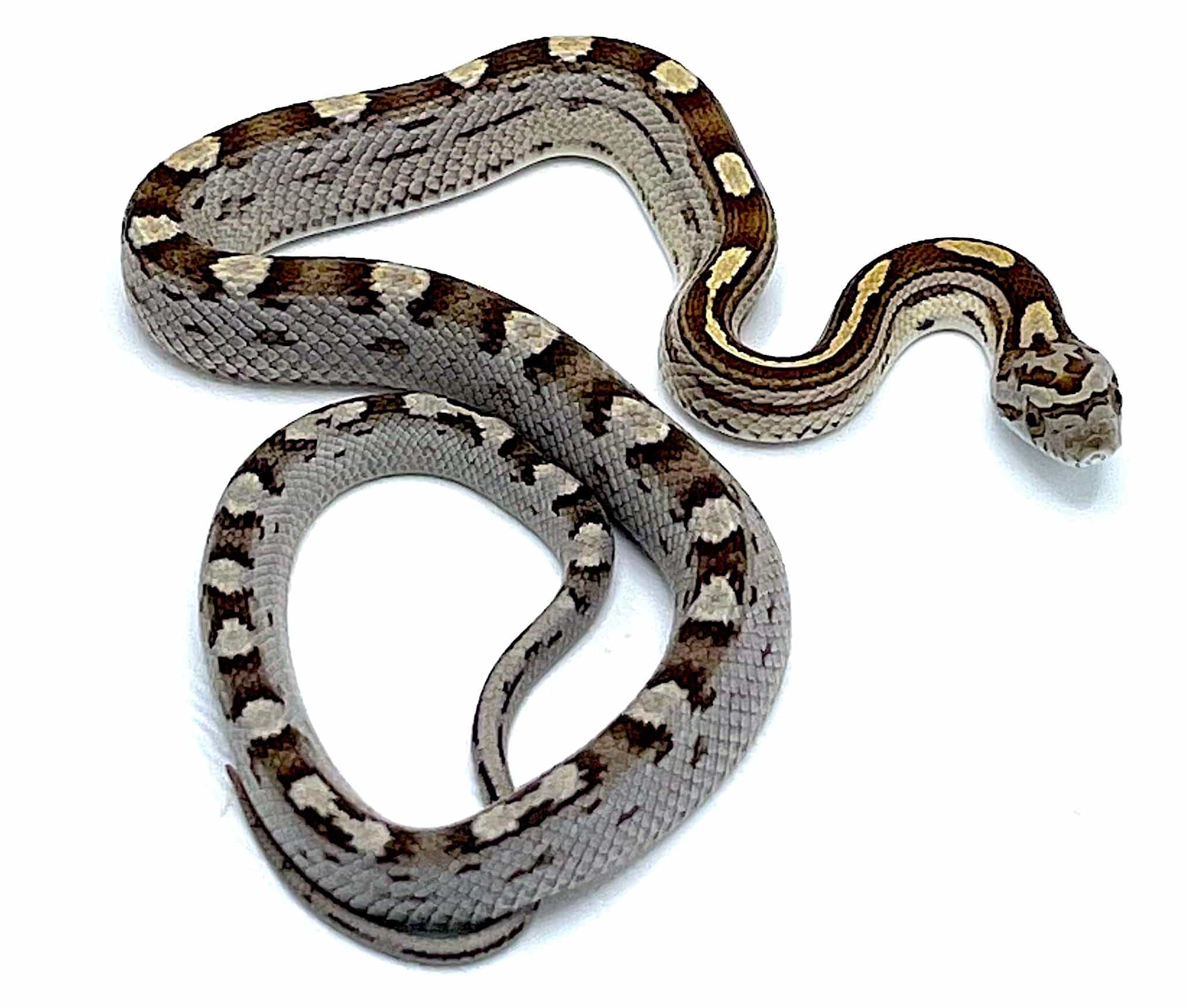 Anerythristic Motley Corn Snake