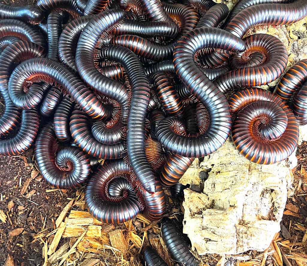 African Giant Millipede