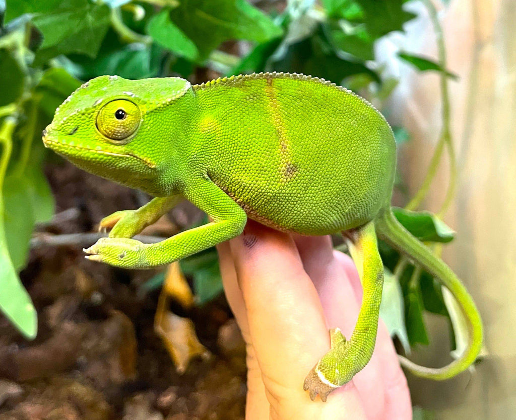 Furcifer bifidus – Reptile Pets Direct