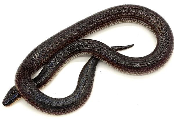 Sunbeam Snake – Reptile Pets Direct