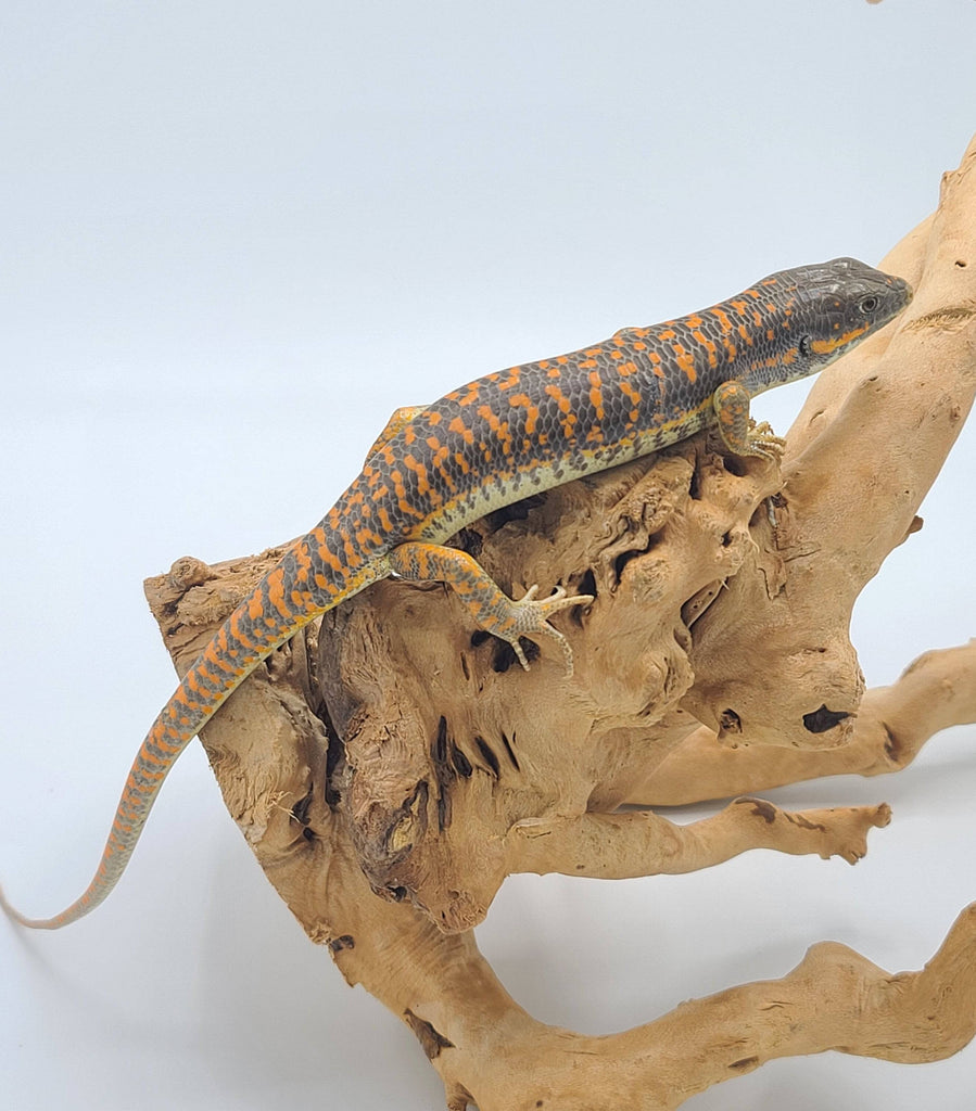 Schneider Skink (Eumeces schneiderii) – Reptile Pets Direct