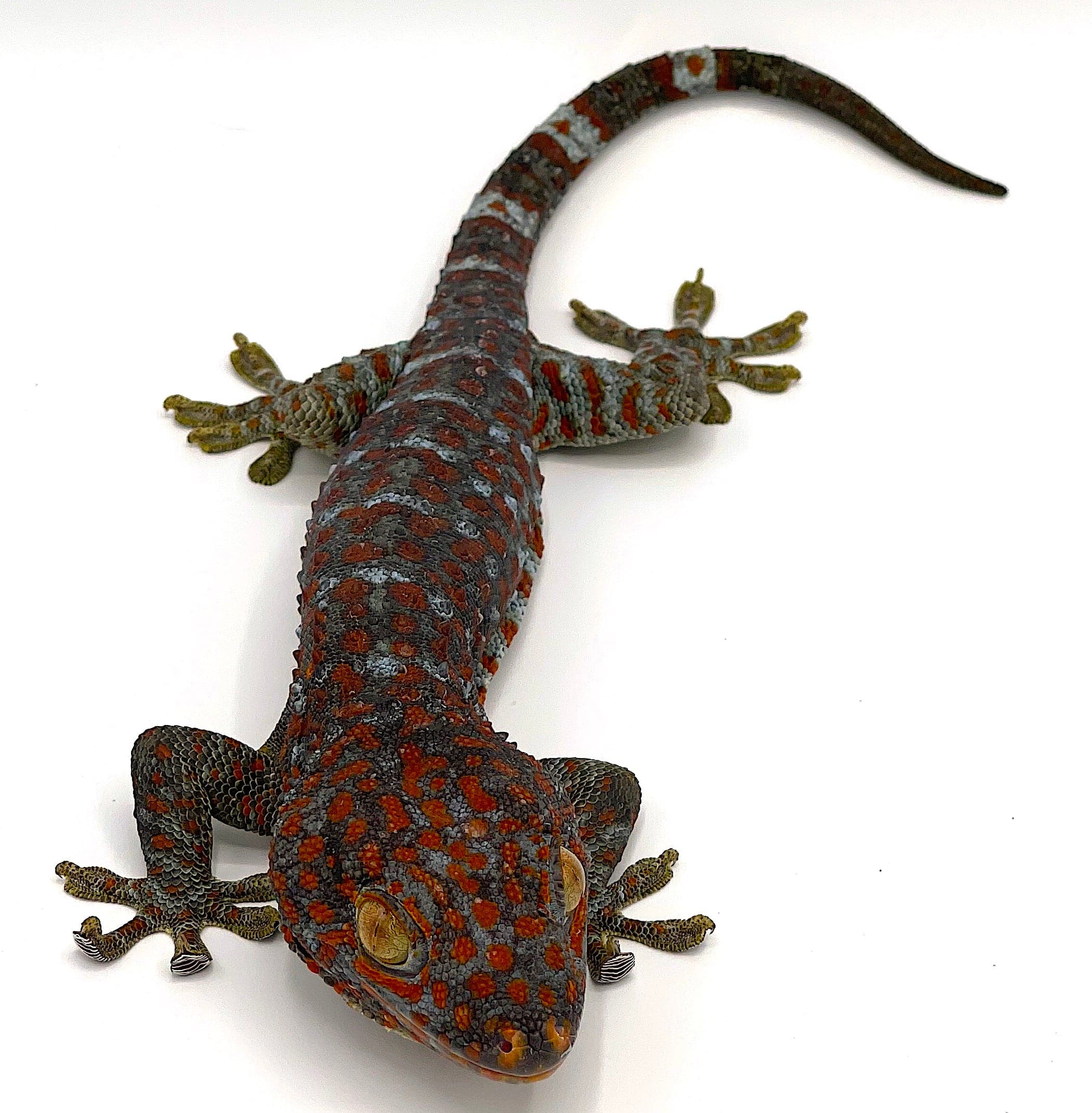 Tokay Geckos Adult Size