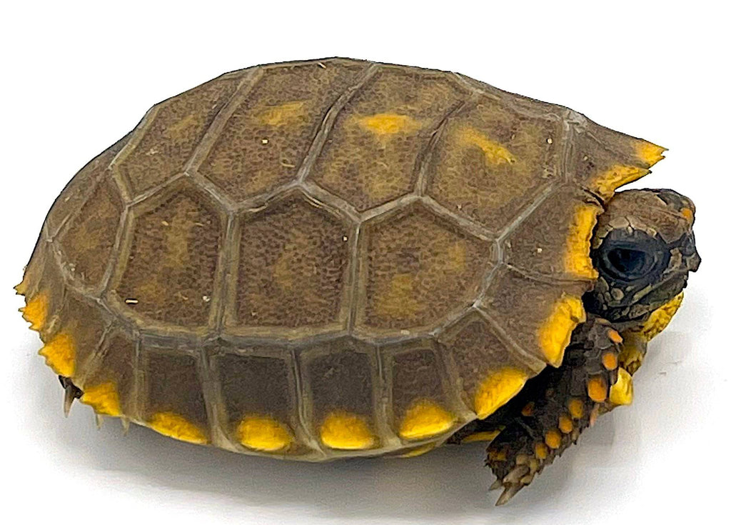 Peruvian Yellow Footed Tortoise – Reptile Pets Direct