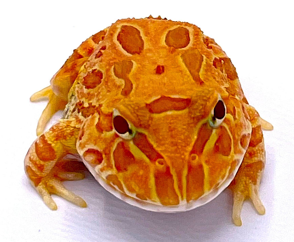 Apricot Pacman Frog