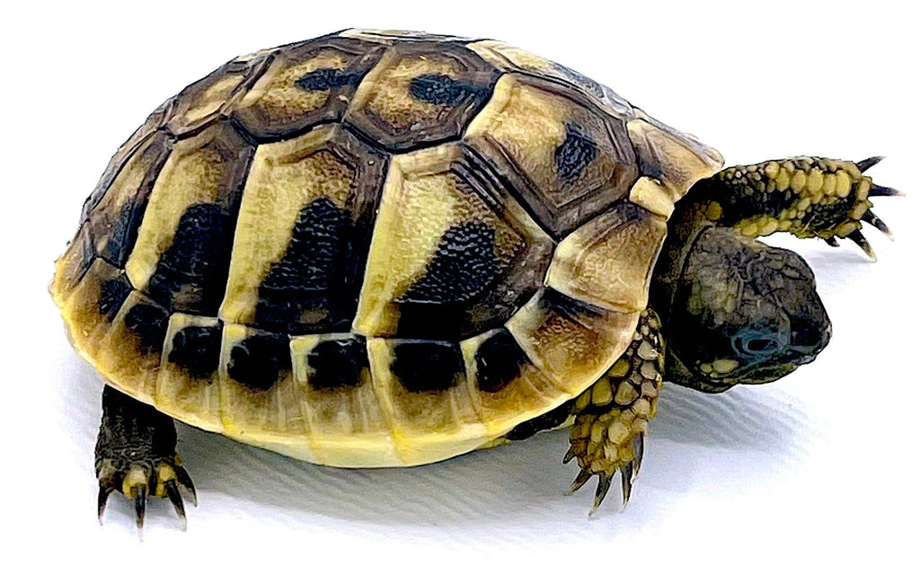Baby Herman's Tortoise- USA Captive Born and Bred – Reptile Pets Direct