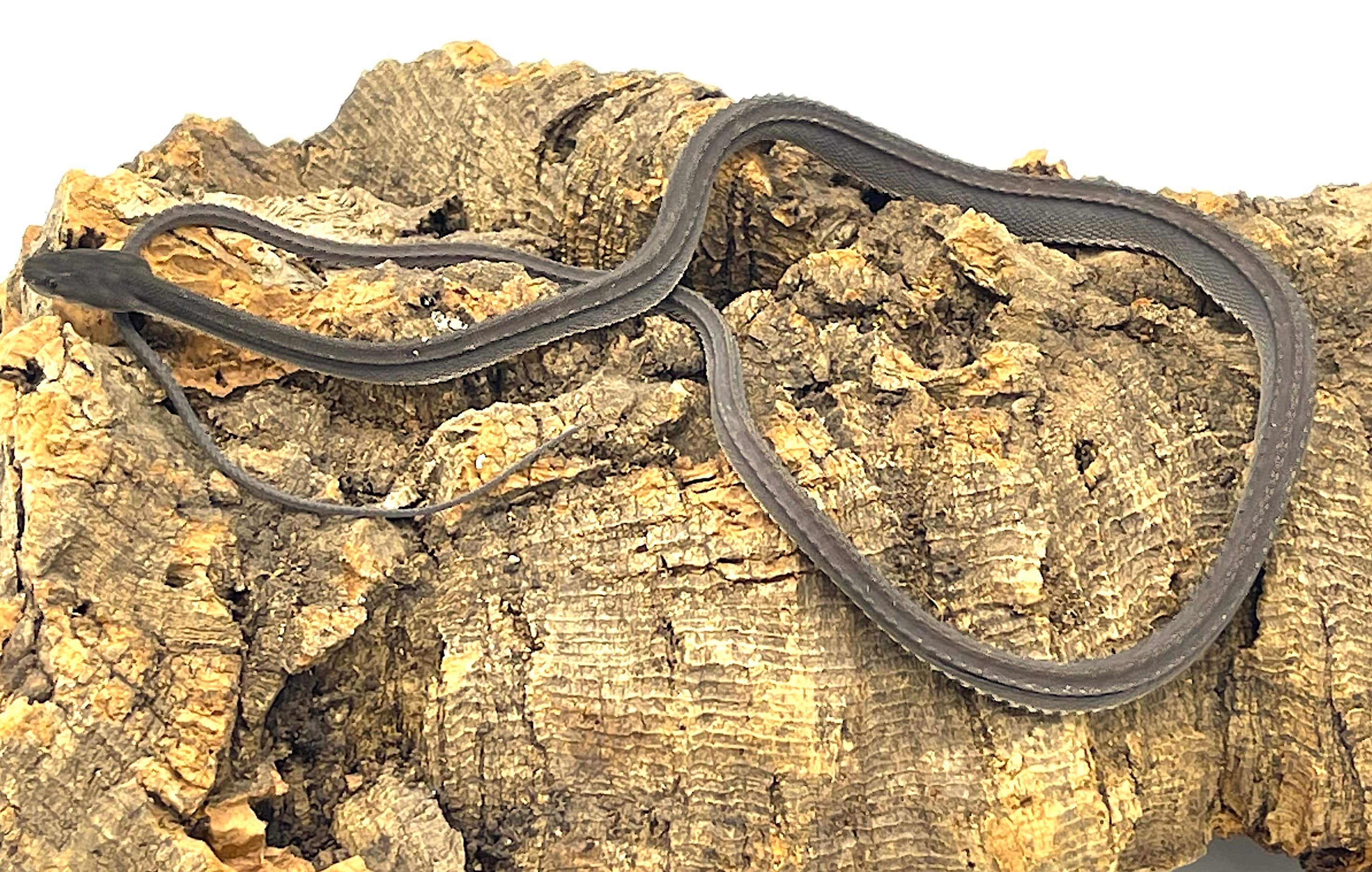 Dragon Snake Xenodermus Javanicus