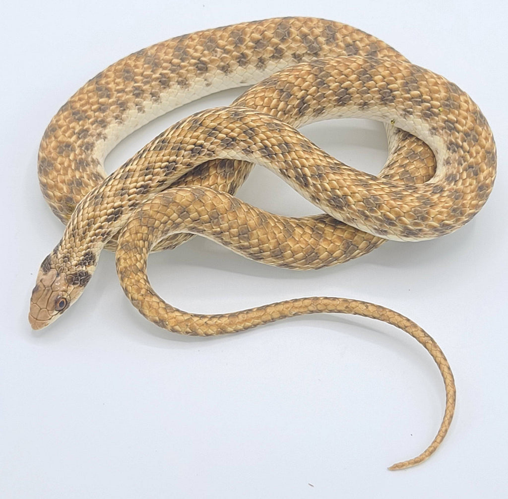 Egyptian False Cobra (Rhagerhis moilensis) – Reptile Pets Direct