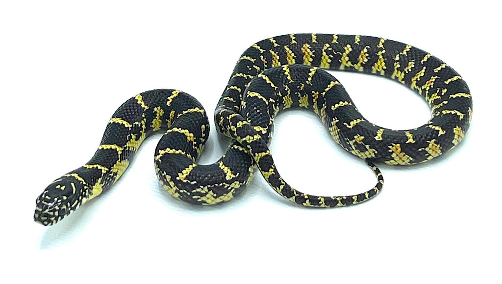 Florida Kingsnake – Reptile Pets Direct