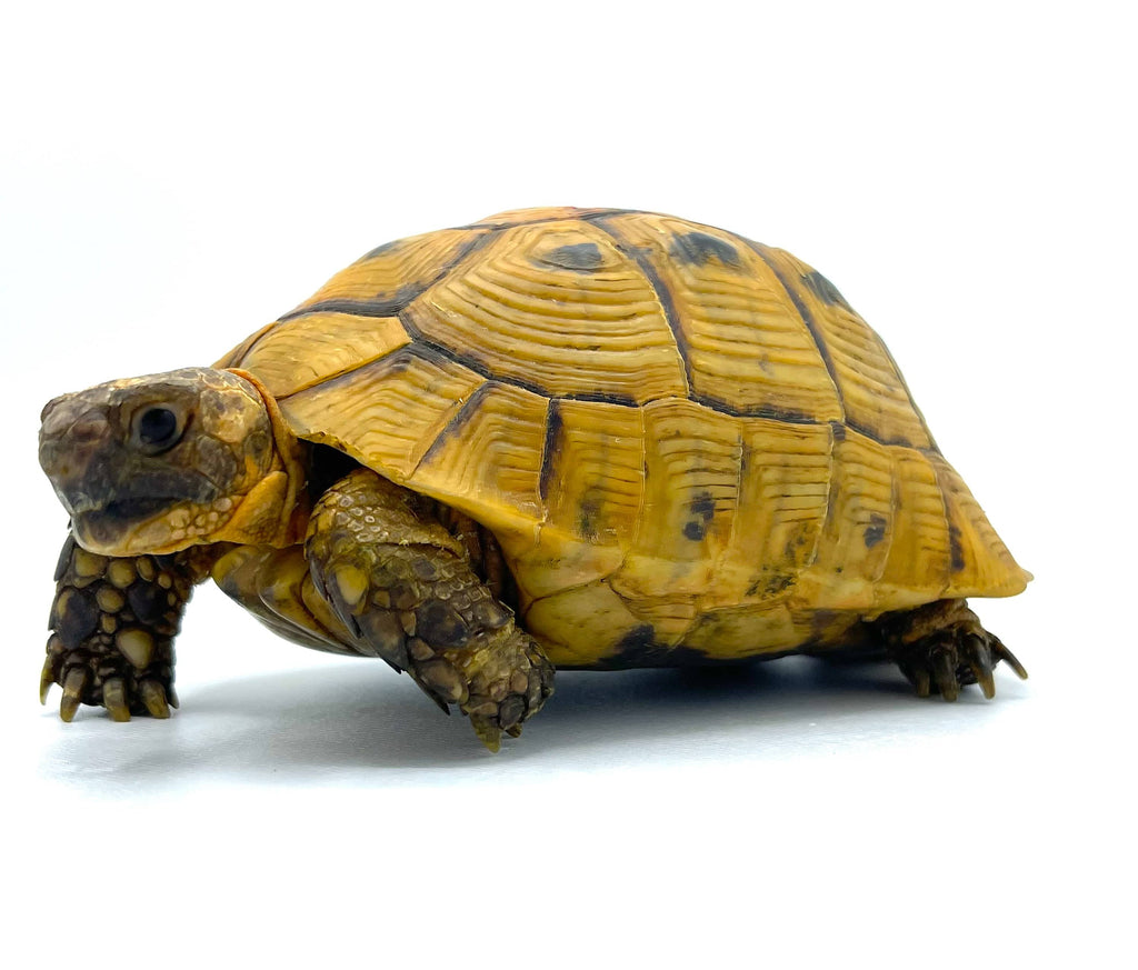 Adult Golden Greek Tortoise – Reptile Pets Direct