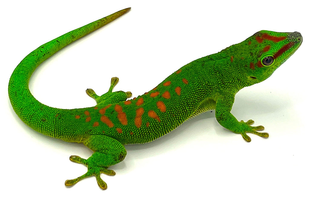 Giant Day Geckos (Phelsuma grandis) – Reptile Pets Direct
