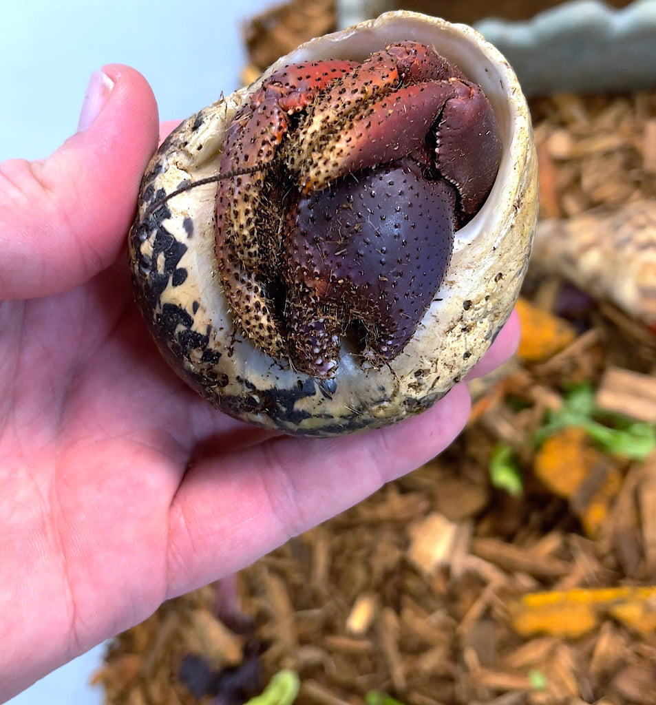 Barbados Hermit Crabs XXL – Reptile Pets Direct