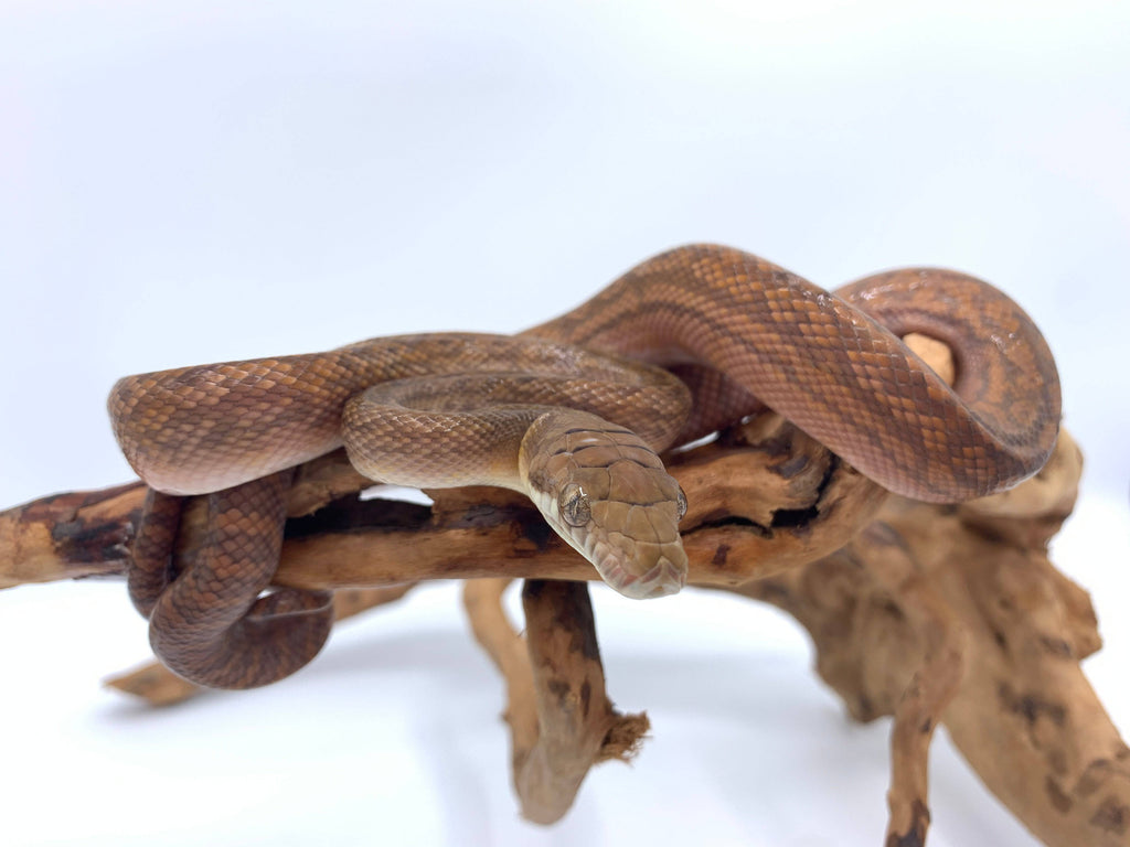 Baby Amethystine Python – Reptile Pets Direct
