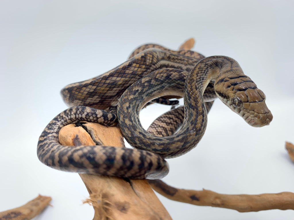 Baby Amethystine Python – Reptile Pets Direct