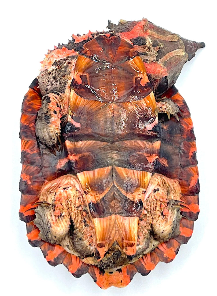 Mata Mata Turtle – Reptile Pets Direct