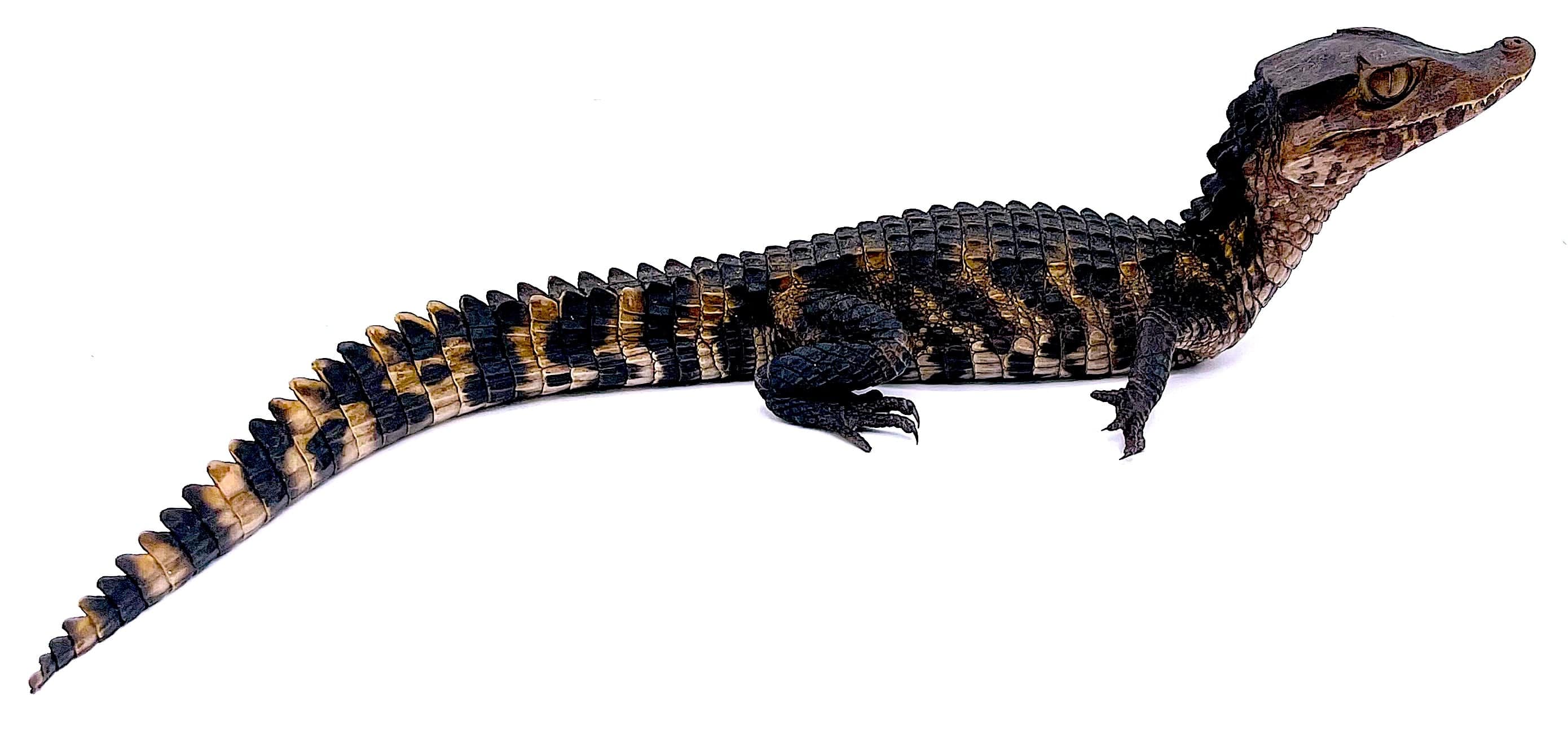 Baby Caiman