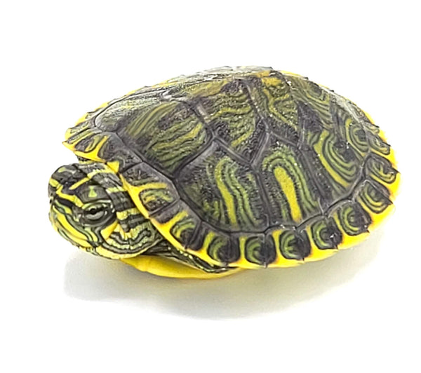 Yellow Bellied Slider